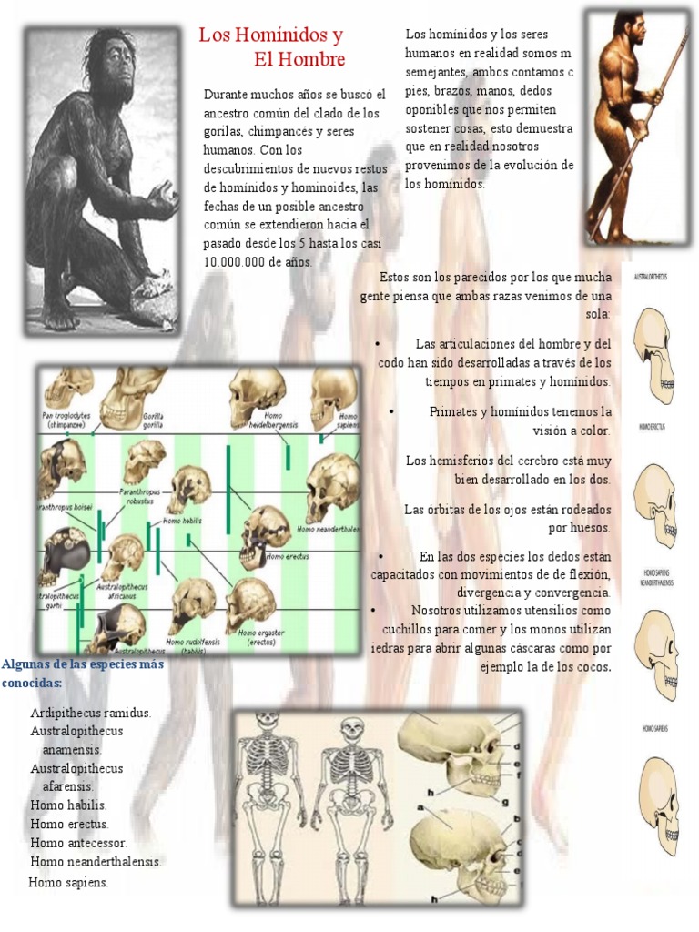 ADA 4. - Infografíaj | PDF | Homo | Hominidae