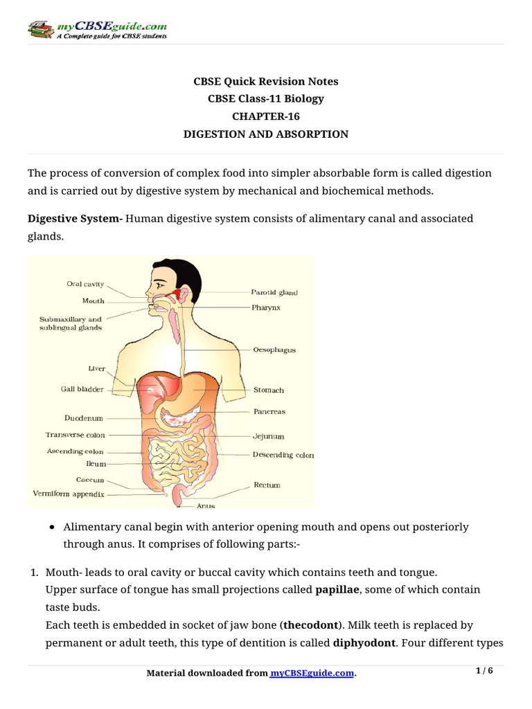 Class 11 Biology: Digestion & Absorption | PDF | Digestion ...
