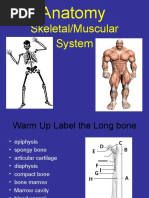 Anatomy Lab Essentials | PDF | Vertebra | Skeletal System