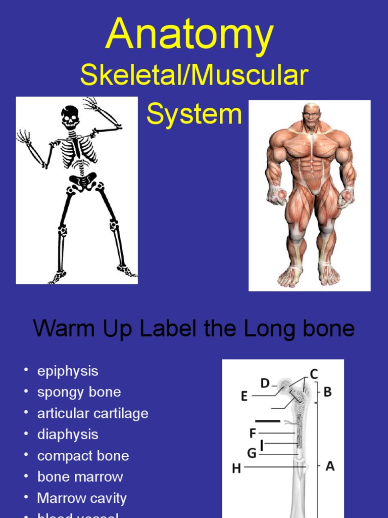Skeletal and Muscular System Overview | PDF | Skeleton | Skull