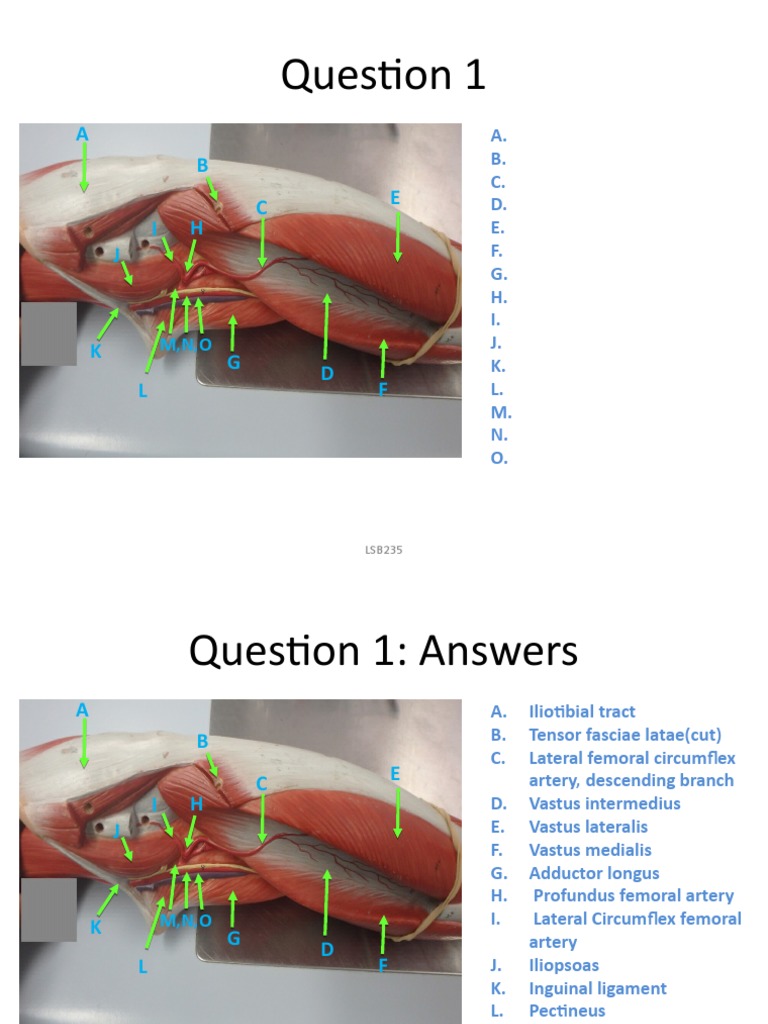 Labeled Anatomical Models, Revised FC | PDF | Knee | Limbs (Anatomy)