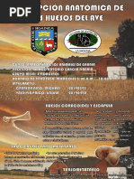 Tipos de picos en aves y adaptaciones | PDF