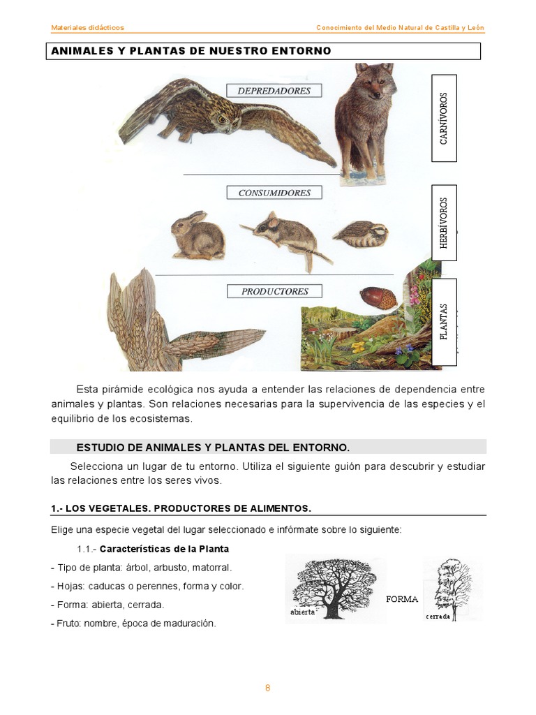 Animales y Plantas de Nuestro Entorno | PDF