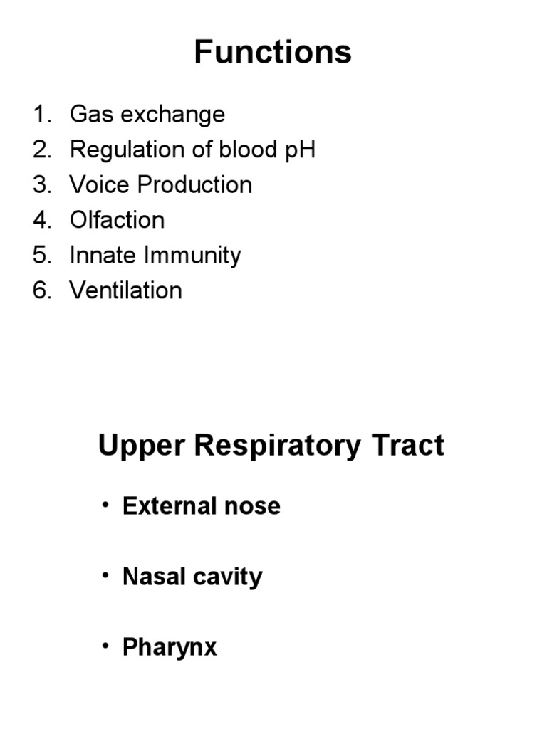 Chapt15 Respiratory Lecture Pdf Respiratory Tract Lung