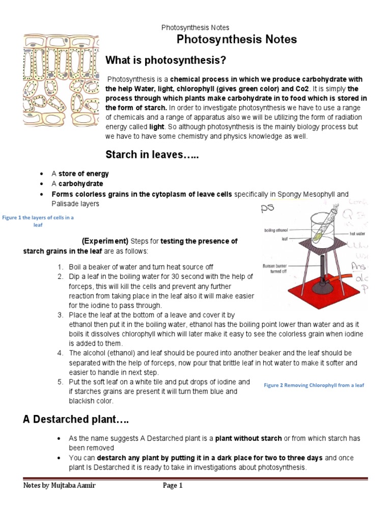 Cambridge Checkpoint Science 3 Chapter 1, Photosynthesis Notes | PDF ...