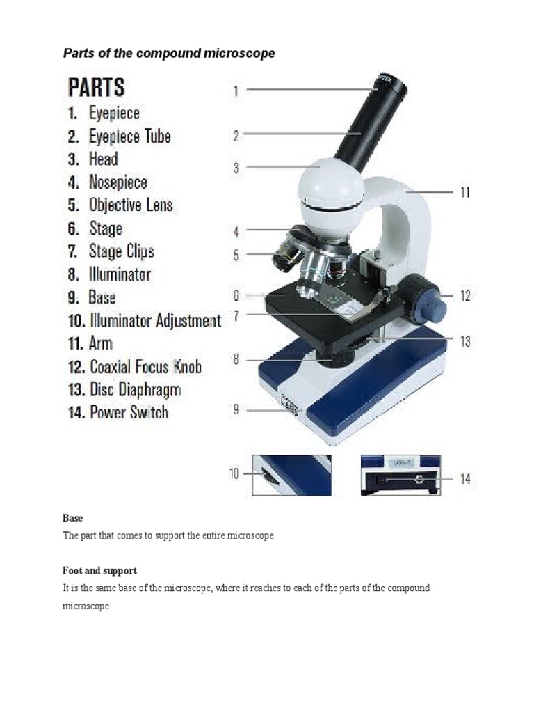 Parts of The Compound Microscope: The Part That Comes To Support The ...