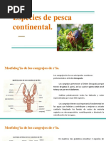 Anatomía del Calamar: Interna y Externa | PDF | Corazón | Sistema ...