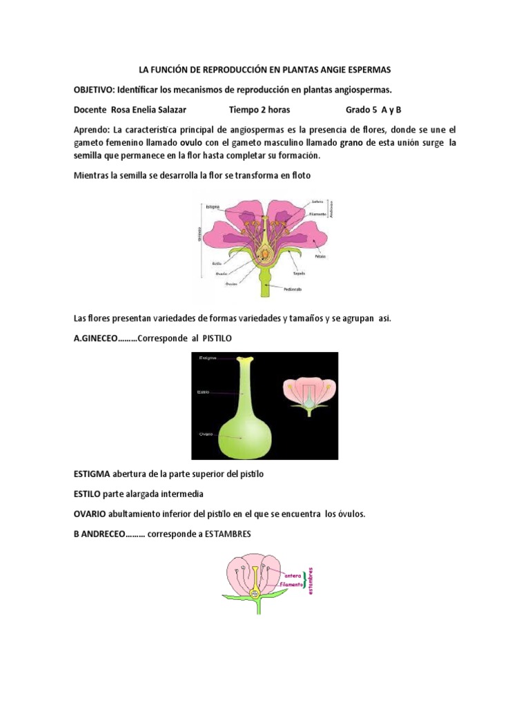 Ciencias Naturales Grado 5 Leonor Taller | PDF | Flores | Fruta
