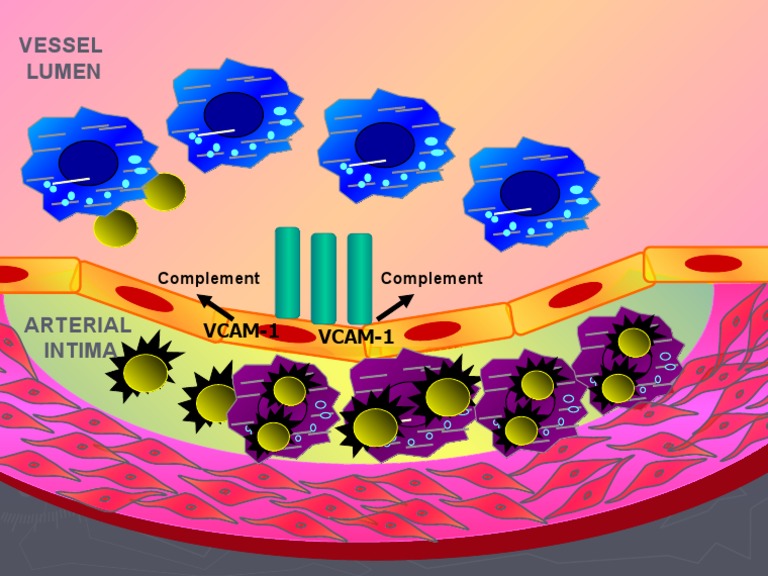 Vessel Lumen: VCAM-1 VCAM-1 | PDF