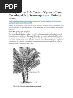 Cycas Life Cycle