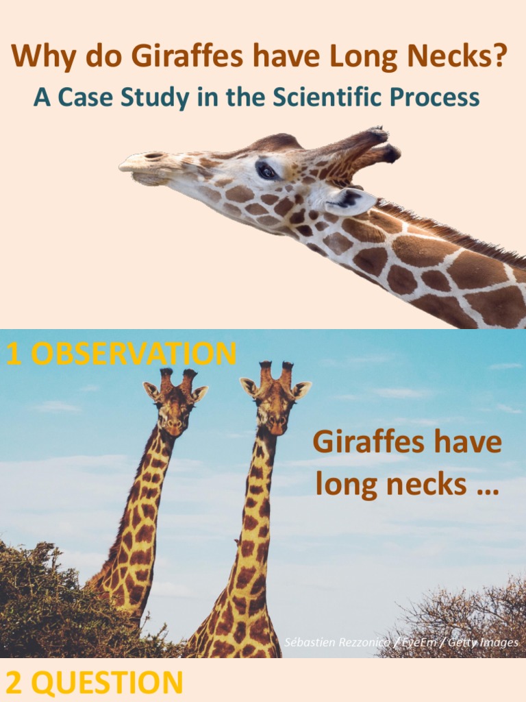 The Scientific Process. Giraffes and Zebras | PDF | Giraffe | Cattle