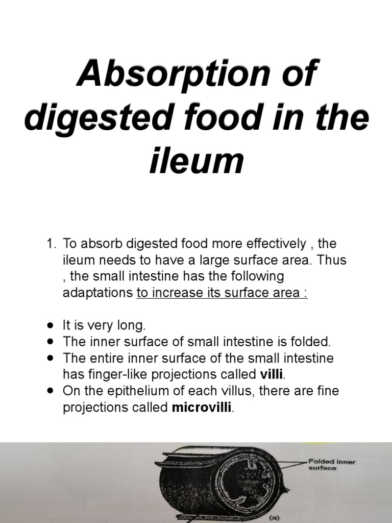 Absorption of Digested Food in The Ileum Absorption of Digested Food in ...