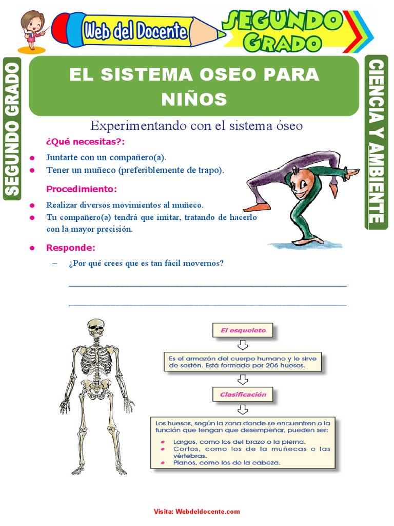 El Sistema Oseo Para Niños Para Segundo Grado De Primaria Pdf