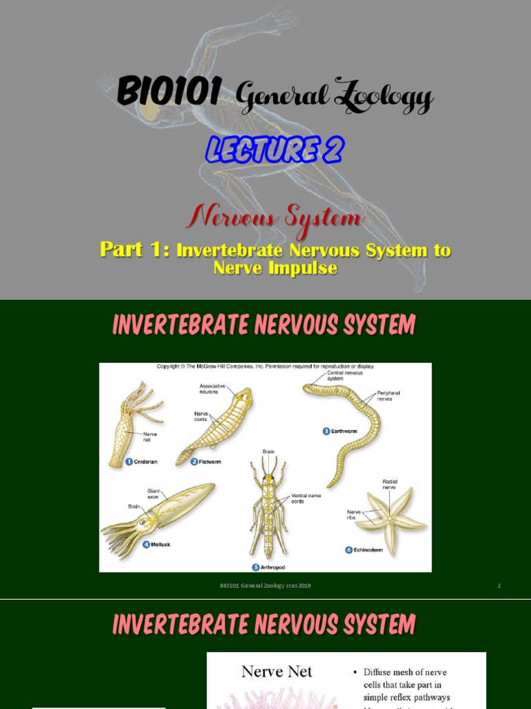 BIO101 Lecture 2 Nervous System Part 1 | Download Free PDF | Action ...