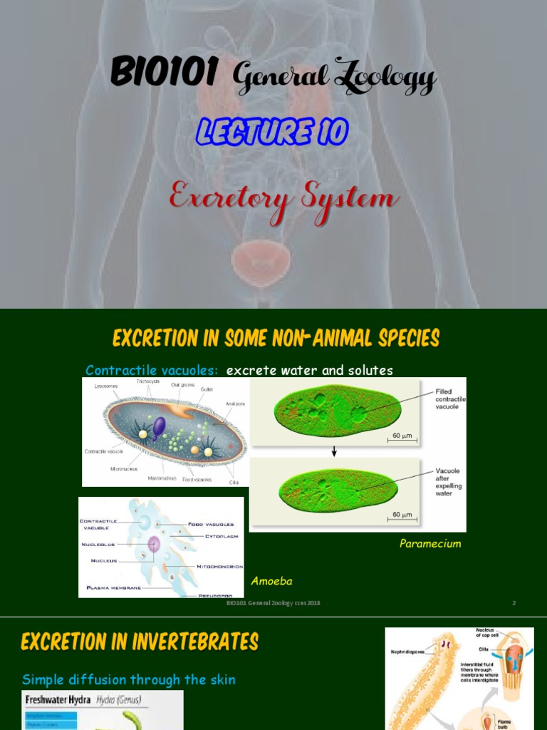 Excretory Systems in Zoology | PDF | Urinary System | Urinary Incontinence
