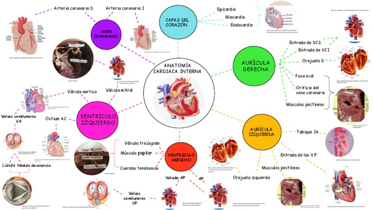 Cardio Mapa | PDF | Ventrículo (corazón) | Corazón