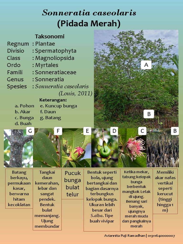 Soneratia Caseolaris (Pidada Merah) | PDF