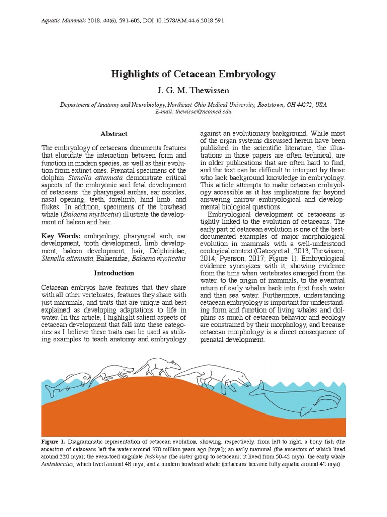 Highlights of Cetacean Embryonic Development | PDF | Tooth | Cetacea