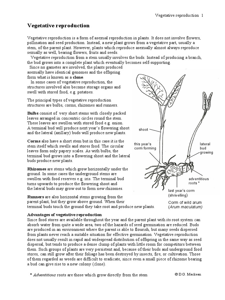 Plants VR 01 Vegetative Reproduction | PDF | Reproduction | Plant ...