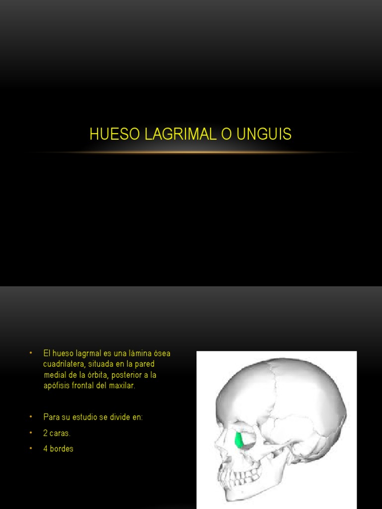 Hueso Lagrimal o Unguis | PDF