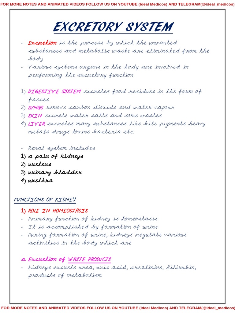 EXCRETORY SYSTEM HD Print 1 | PDF | Angiotensin | Kidney