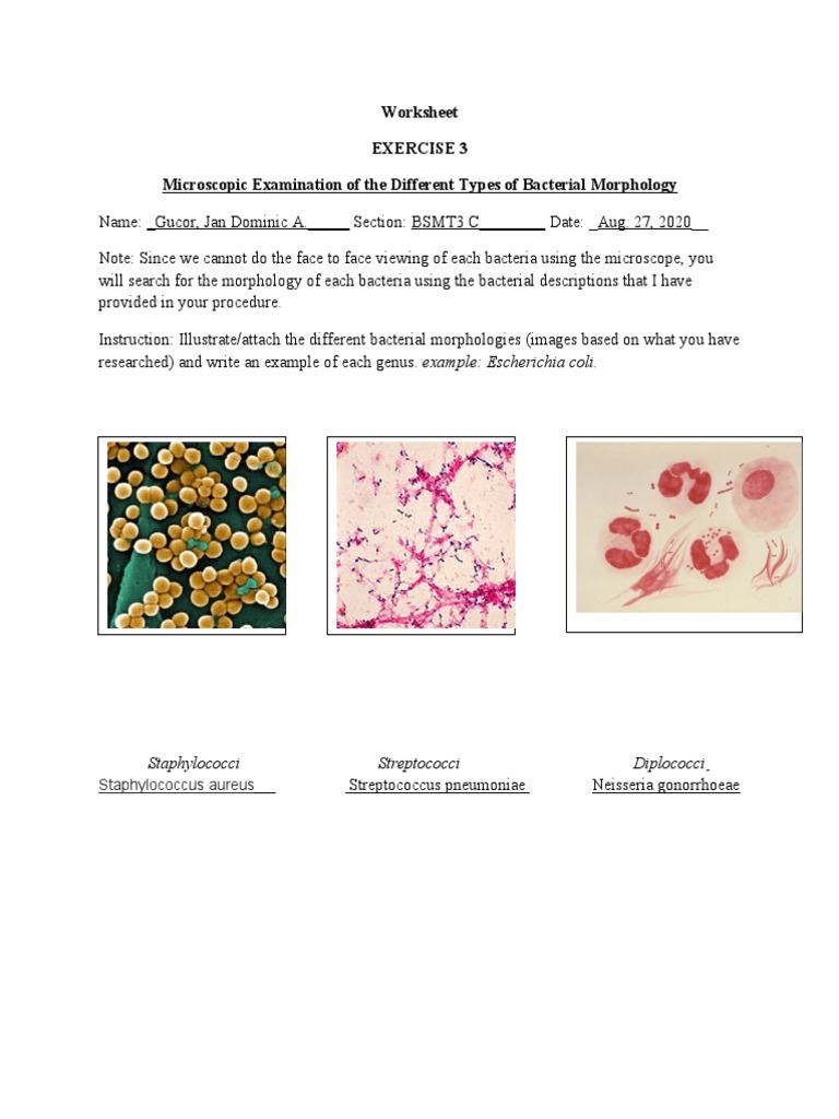 Worksheet Exercise 3 Microscopic Examination of The Different Types of ...