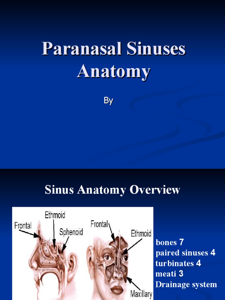 Paranasal Sinuses Anatomy | PDF | Human Nose | Human Head And Neck