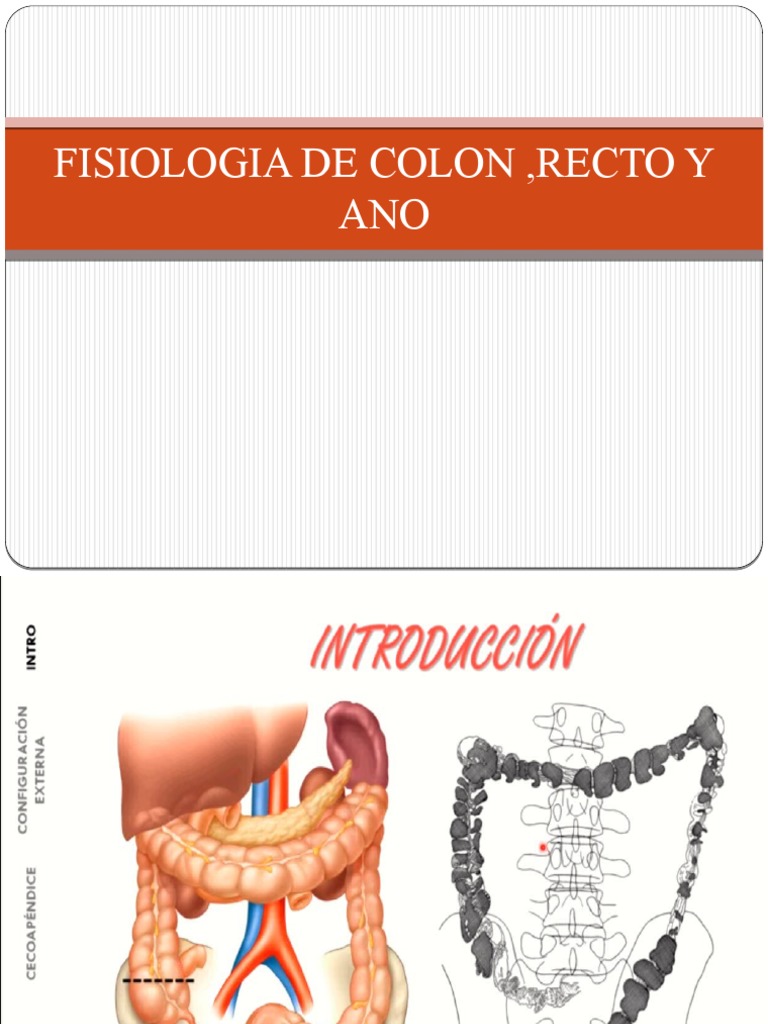 Fisiologia de Colon, Recto y Ano | PDF