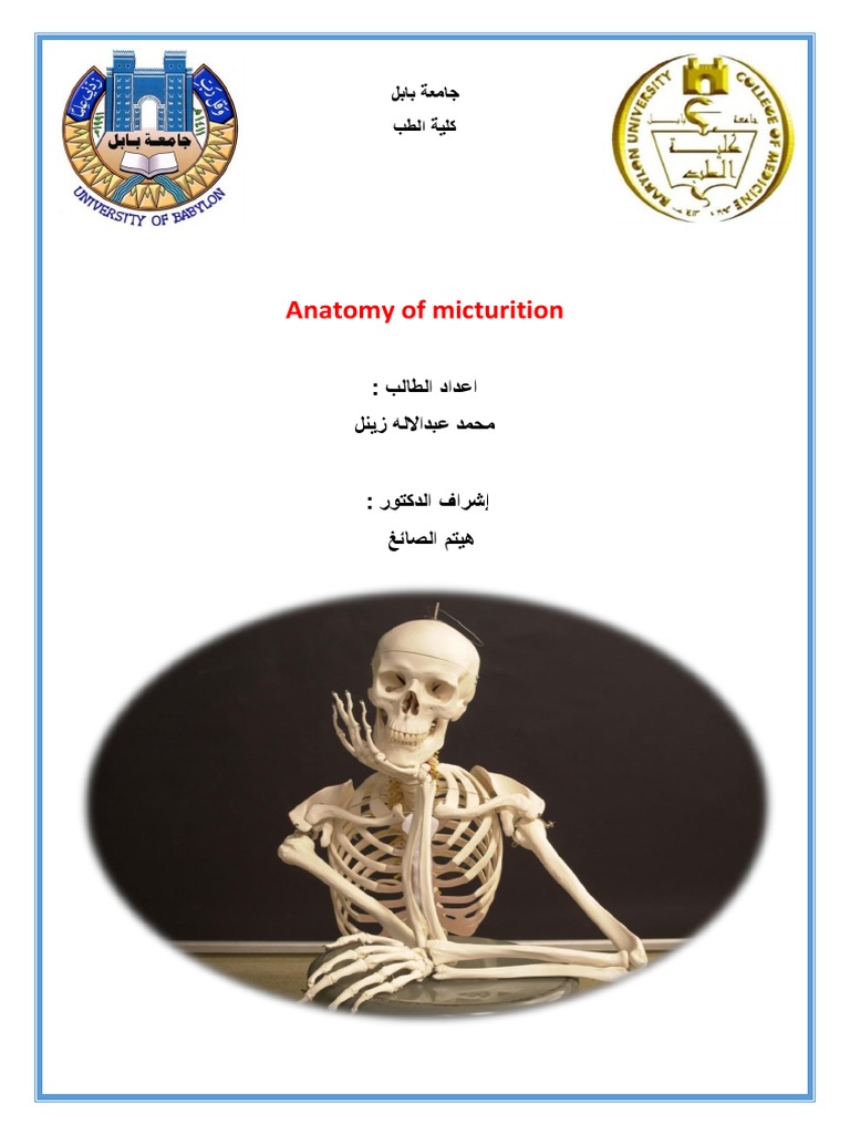 Anatomy of Micturition | PDF | Urinary Bladder | Urination