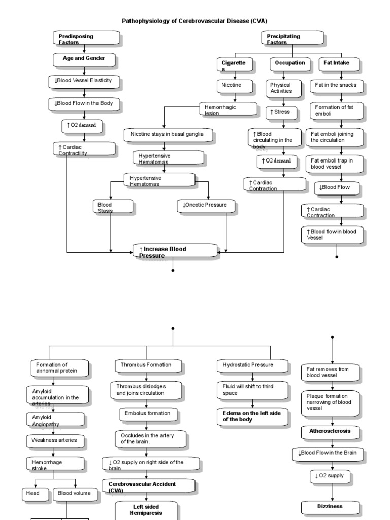 Pathophysiology CVA | Stroke | Anatomy