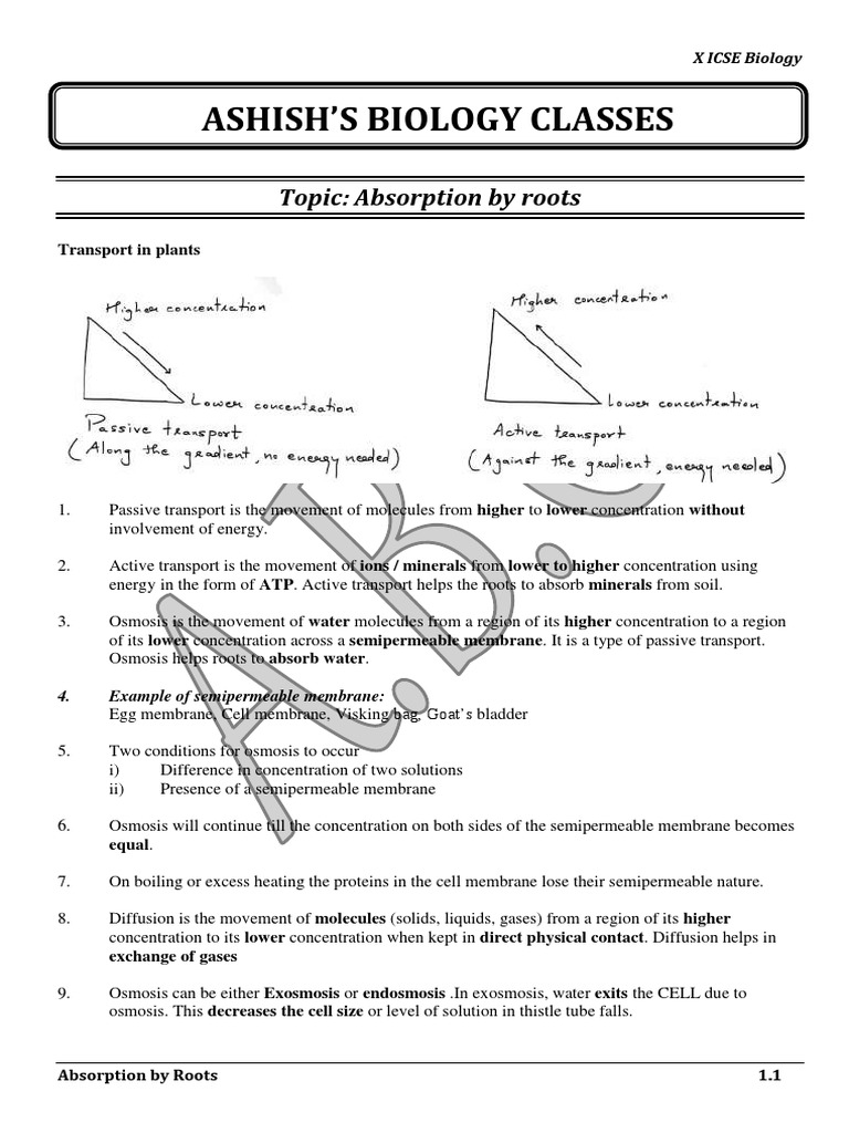 Absorption by Roots | PDF | Osmosis | Branches Of Botany