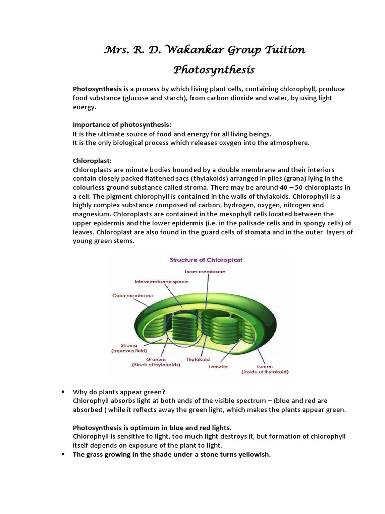 Photosynthesis Notes - Biology | PDF | Photosynthesis | Stoma