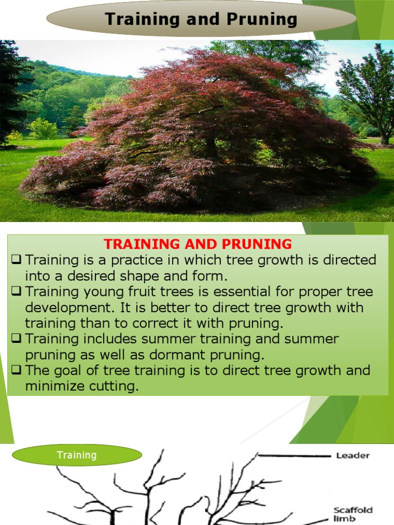 Training Pruining | PDF | Pruning | Trees