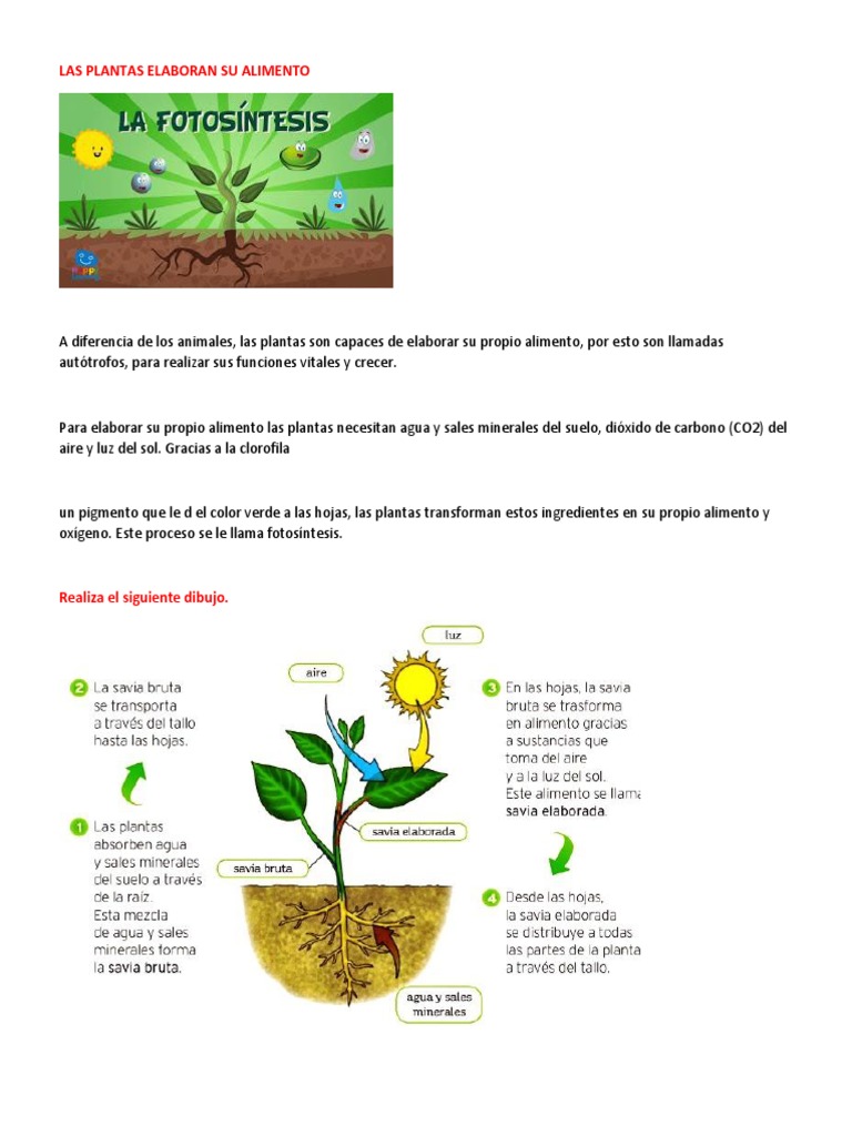 Tema 2 Grado 3D Las Plantas Elaboran Su Alimento PDF | PDF