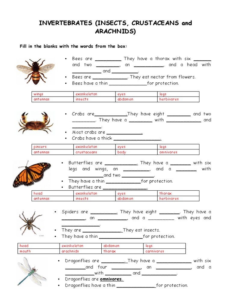 Invertebrates (Insects, Crustaceans and Arachnids) : Fill in The Blanks ...