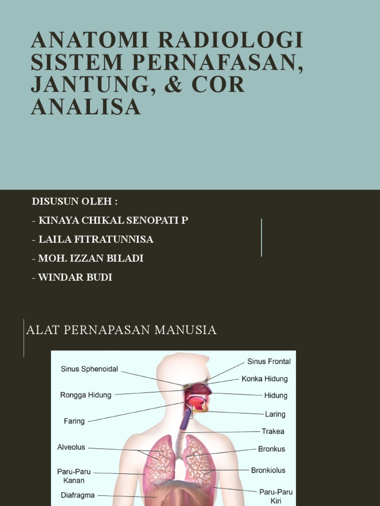 Anrad - Kel 4 - Sistem Pernafasan, Jantung Dan Cor Analisa | PDF