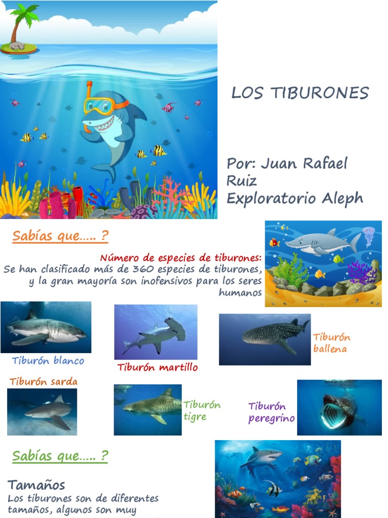 Características y alimentación de tiburones | PDF | Tiburones | Gran ...