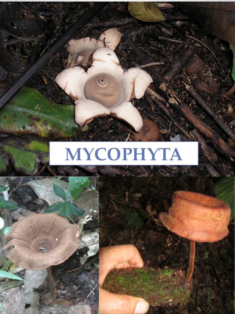 MYCOPHYTA | PDF | Hongo | Micología