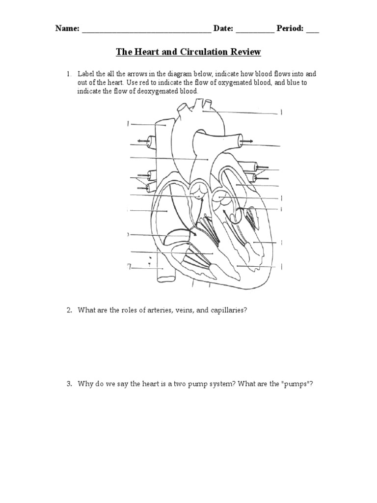 The Heart and Circulation Review | PDF