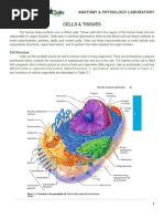 Specialised Animal Cells - Living Organisms - KS3 Biology - BBC ...