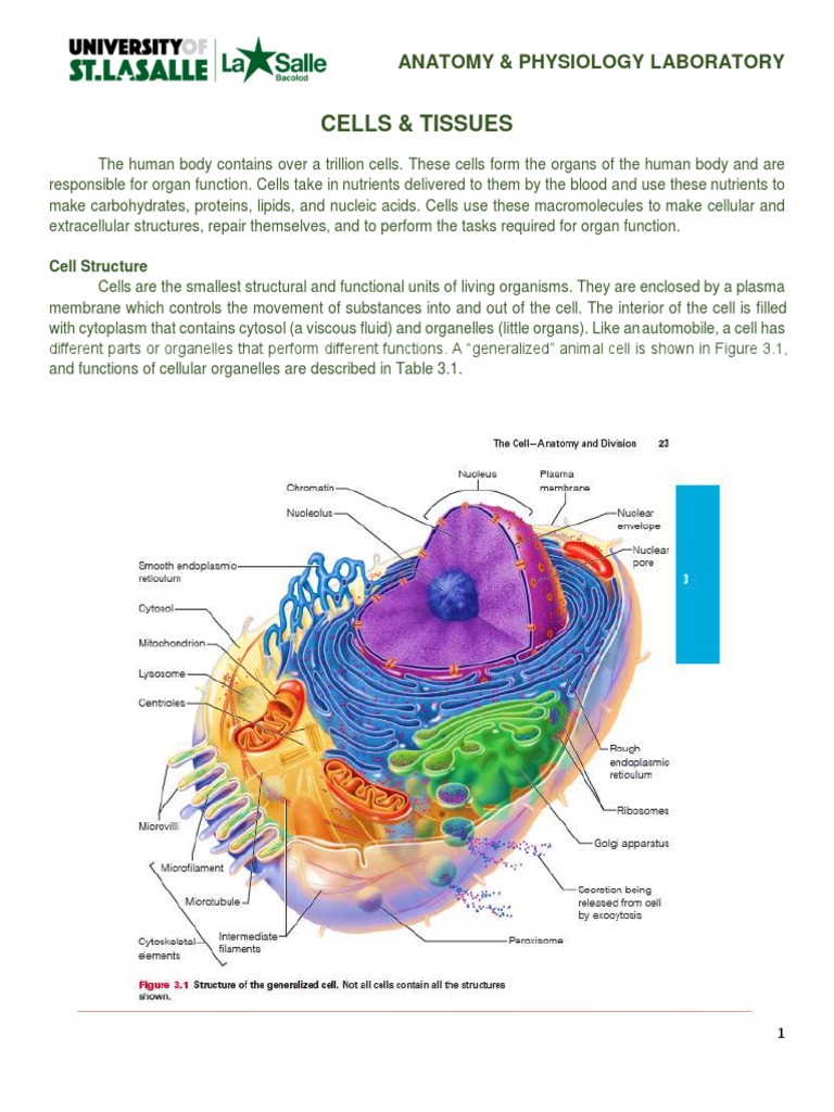 Cells & Tissues: Anatomy & Physiology Laboratory | PDF | Mitosis ...