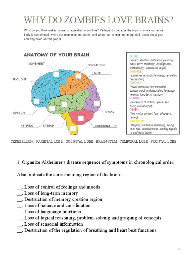 Alzheimer's - Brain Worksheet | PDF | Memory | Long Term Memory