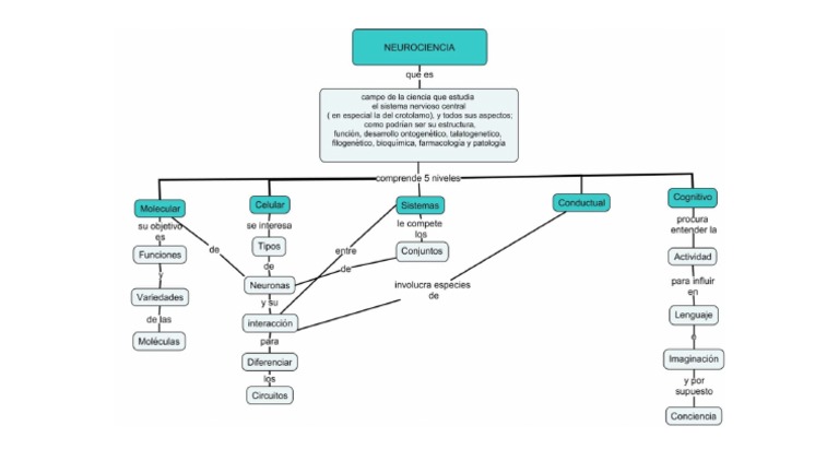 Mapa Conceptual Neurociencias | PDF
