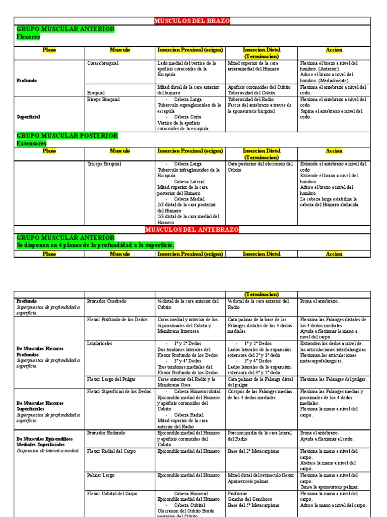 Tabla Musculos MS Netter | PDF | Mano | Codo