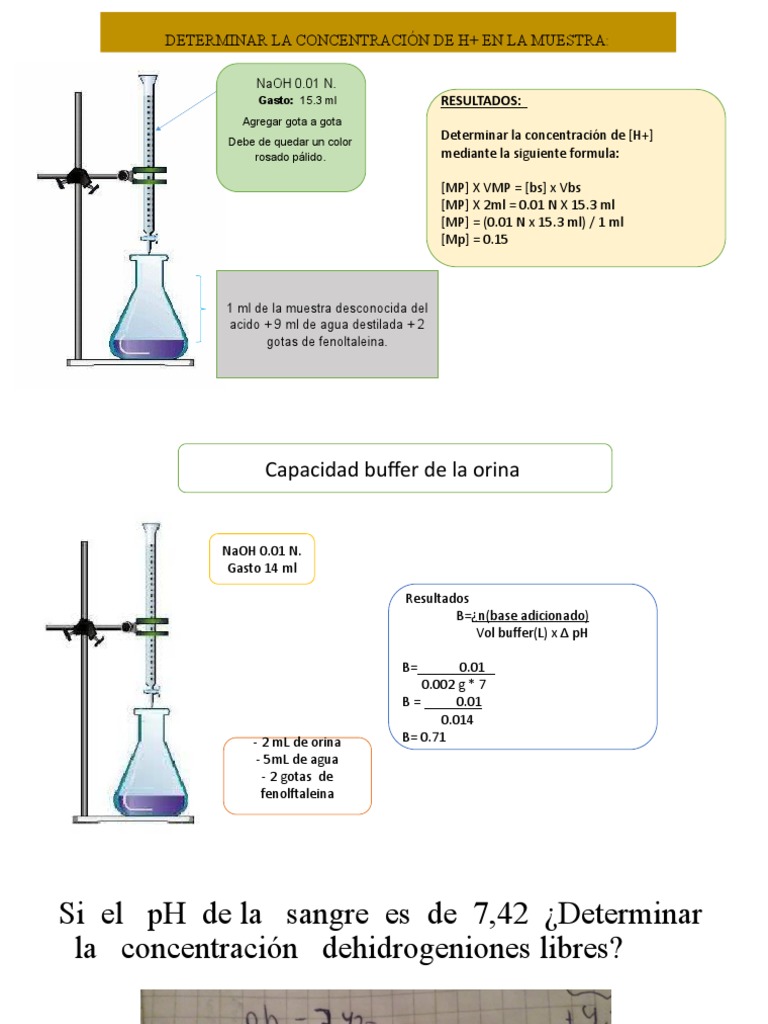Capacidad Buffer de La Orina | PDF