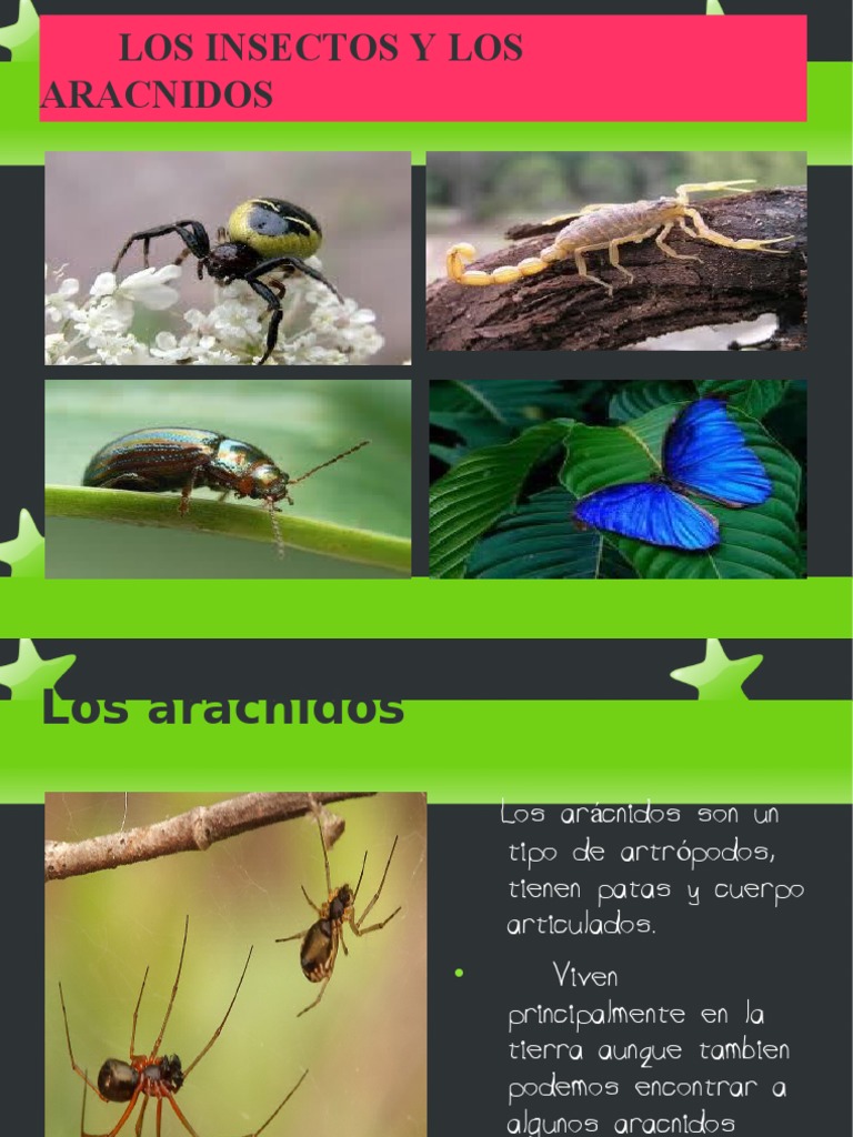 Los Insectos y Los Arácnidos | PDF