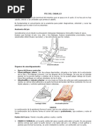 Anatomía y Fisiología de La Pata Del Caballo | PDF | Mano | Sistema ...