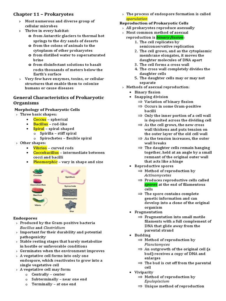 Bacterial Arrangements from Snapping Division | PDF | Cell (Biology) | Bacillus