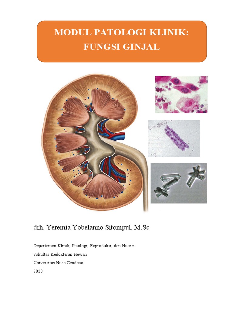 Uji Fungsi Ginjal | PDF | Sains & Matematika