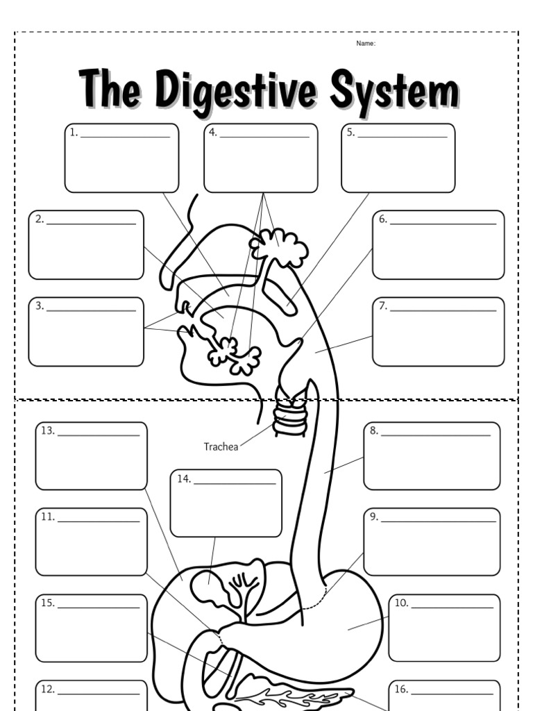 Digestive System Labeling Fillable PDF | PDF